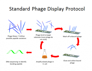 Phage Display – The Allen Group: Bio-Inspired Materials - UMBC